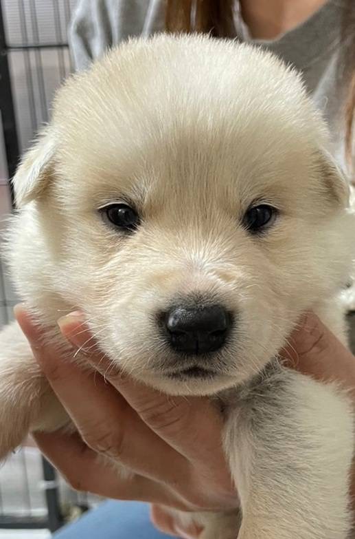 シェプスキー産まれました！ Lia Kulea 